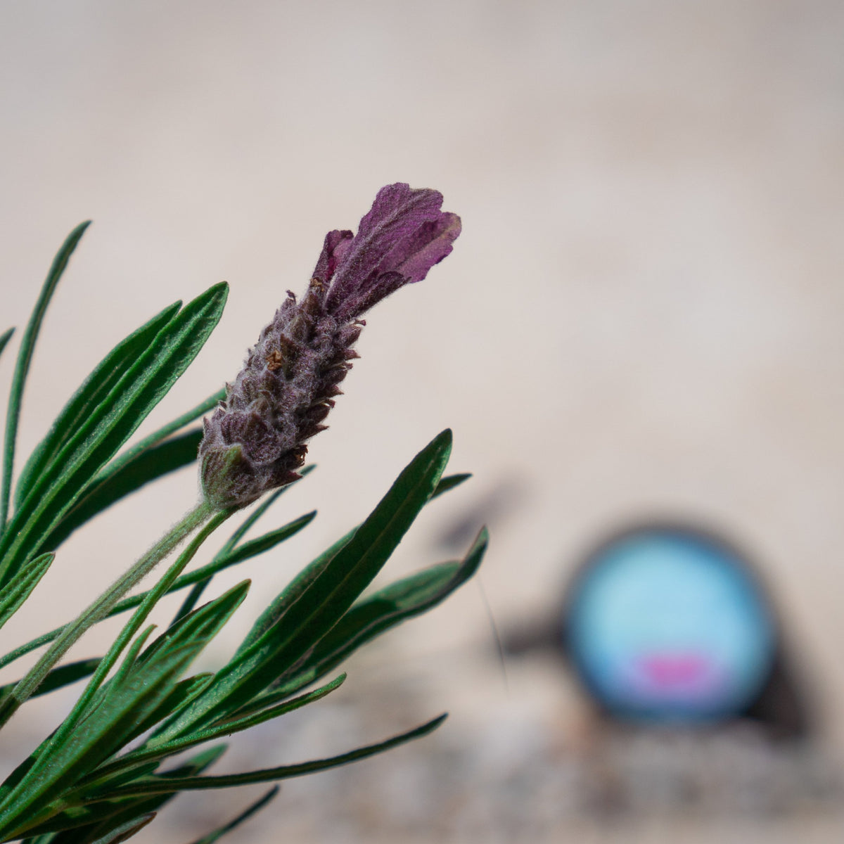 Sleep Better – Squish Therapy Dough